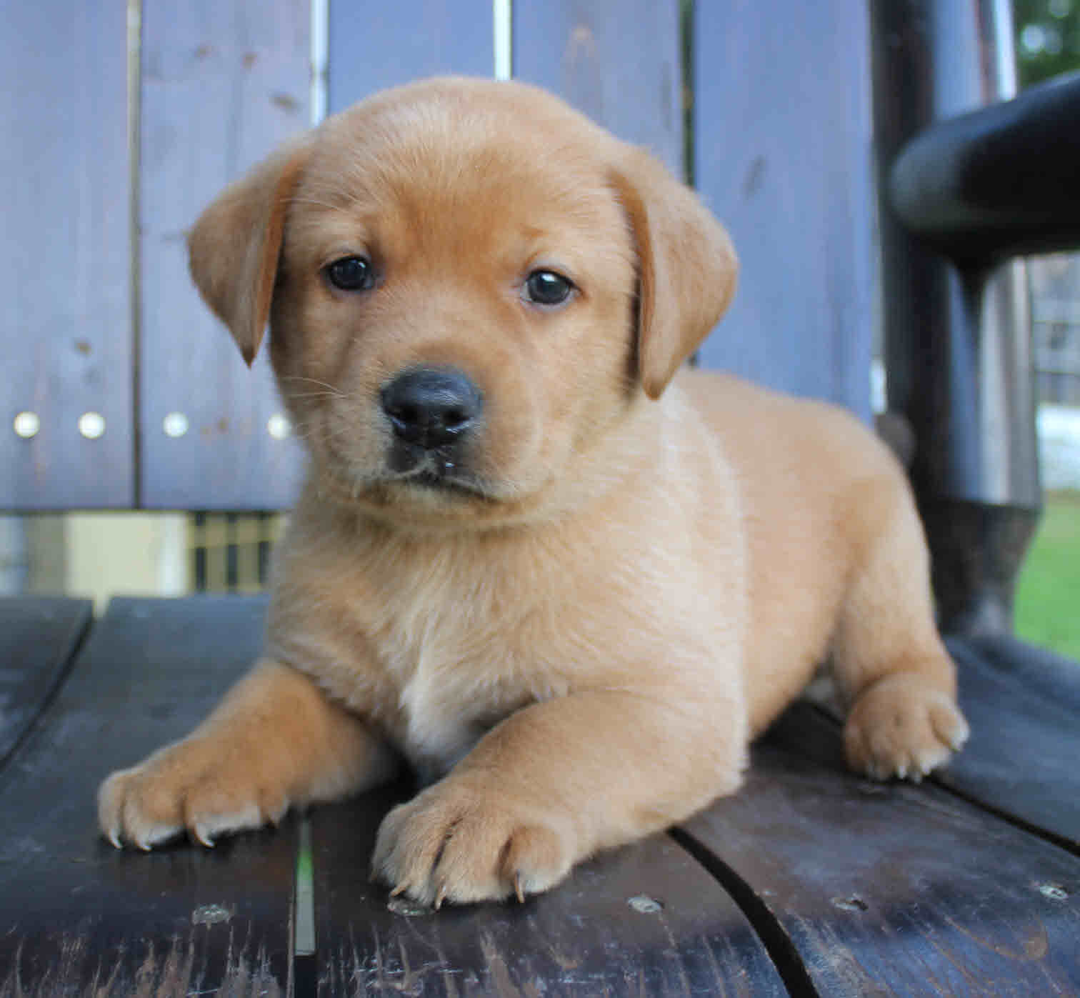 yellow puupy 5 weeks – Pondside Retrievers