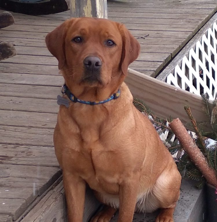 Pondside Retrievers – Breeding high quality, AKC registered, yellow/fox ...